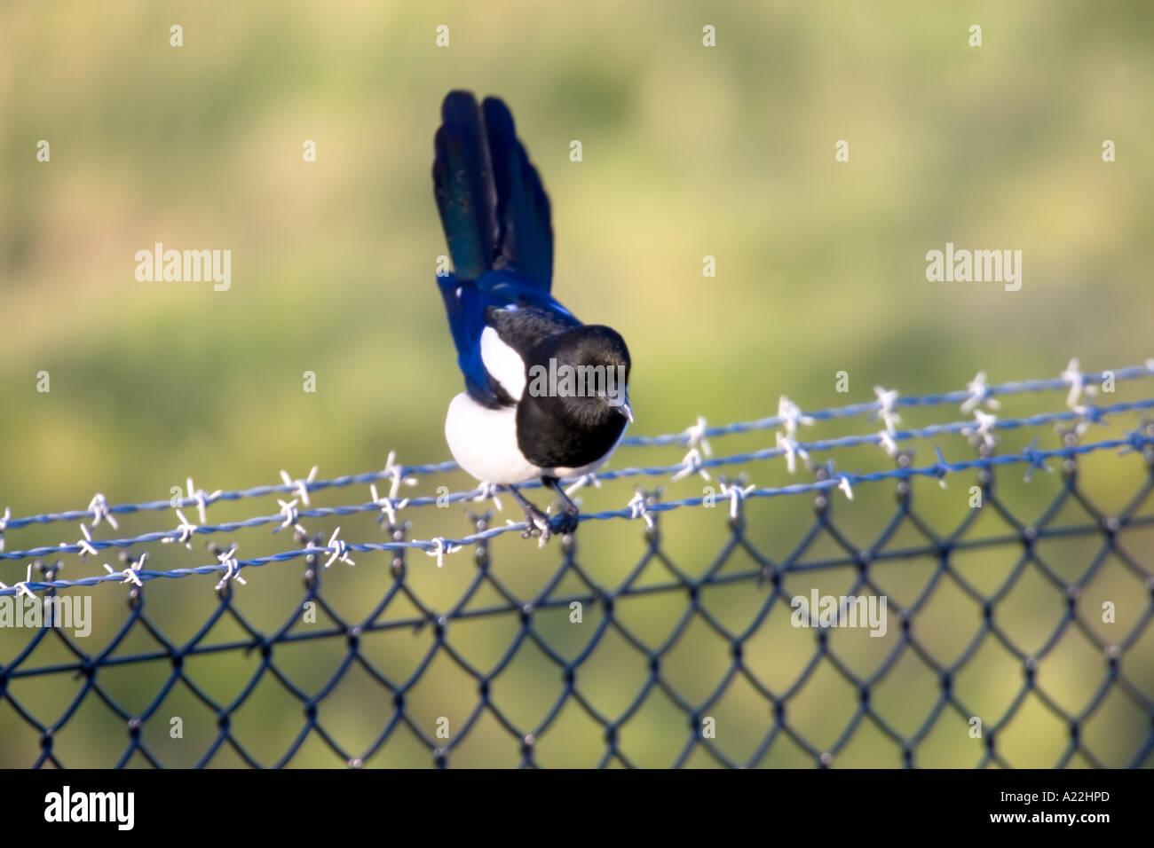 magpie resting on barbed wire fence Stock Photo - Alamy