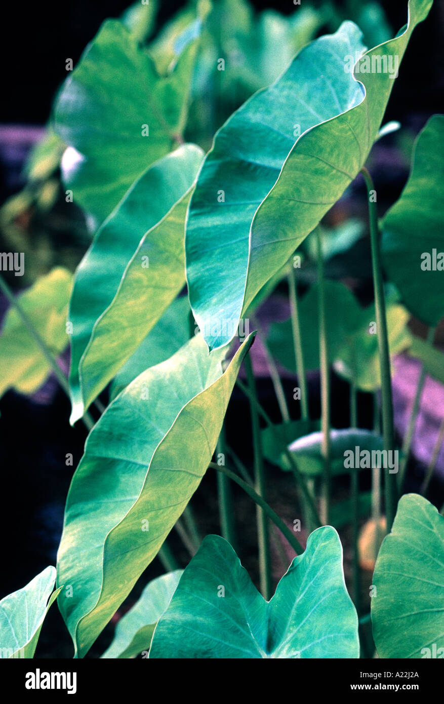 Arrowhead pond hi-res stock photography and images - Alamy