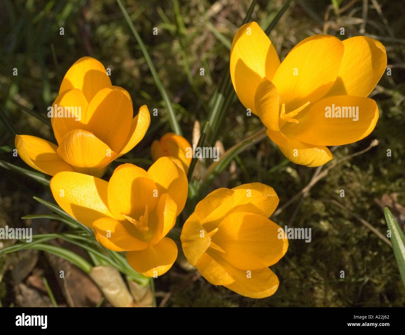 Yellow Crocus Stock Photo - Alamy