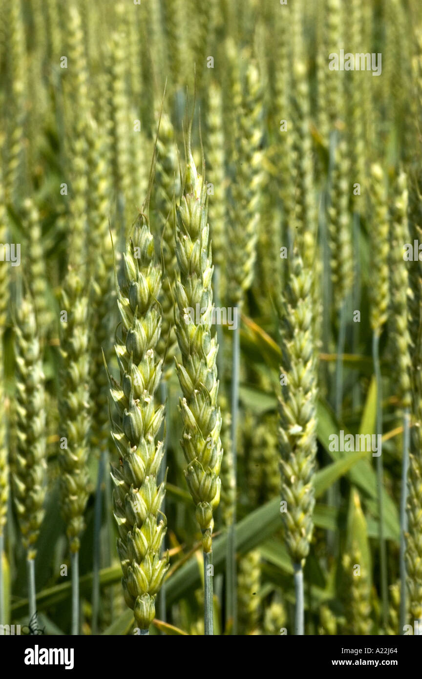 Field of Wheat in early summer Wallonia Belgium Stock Photo - Alamy