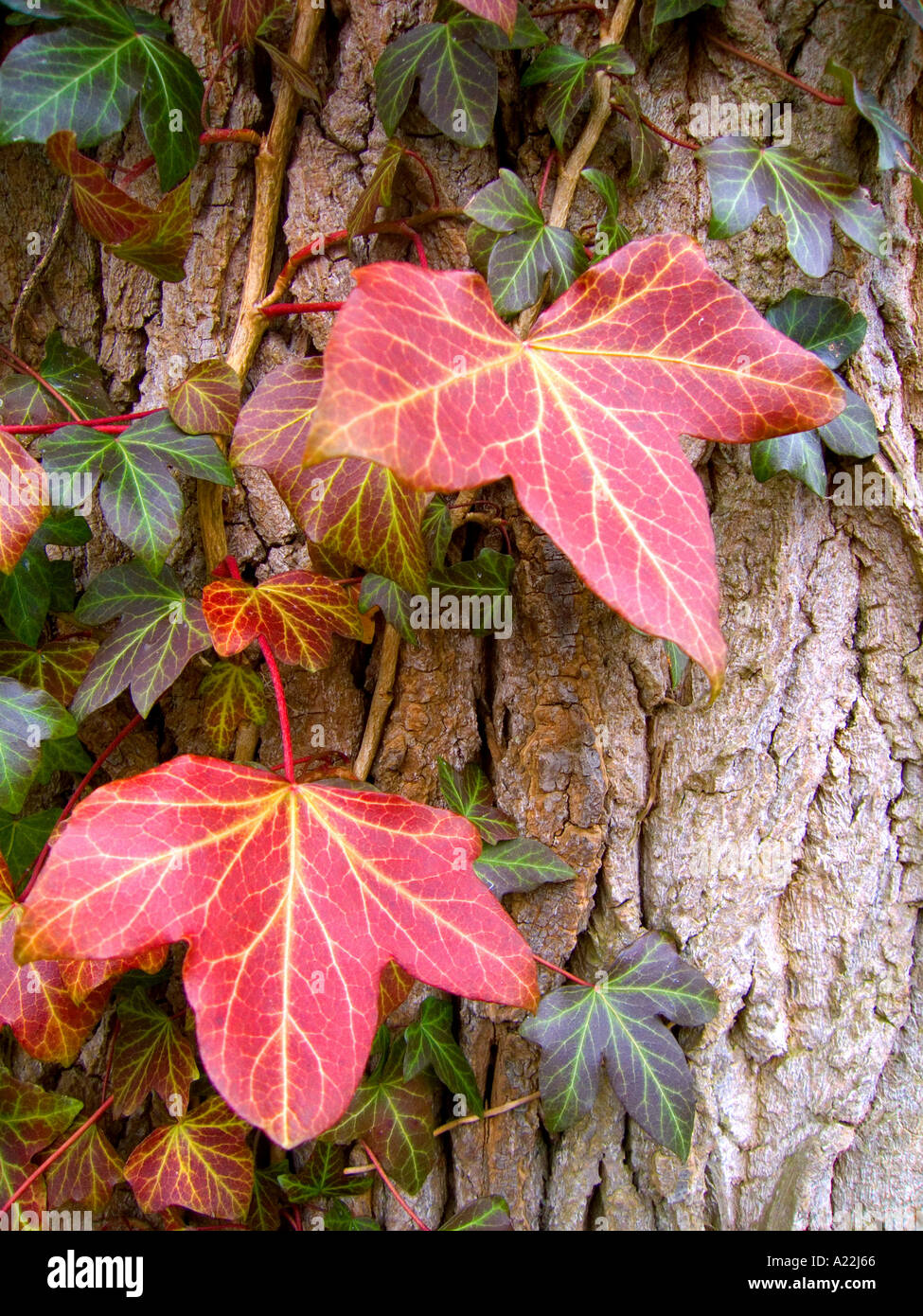 Ivy strangling tree hi-res stock photography and images - Alamy