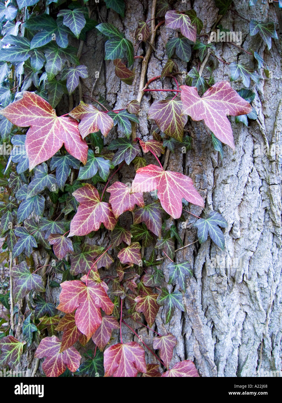 Ivy strangling tree hi-res stock photography and images - Alamy