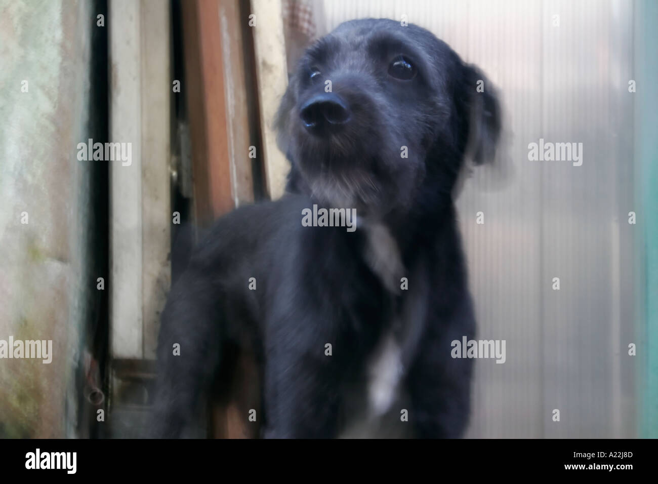 Stray dog barking hi-res stock photography and images - Alamy
