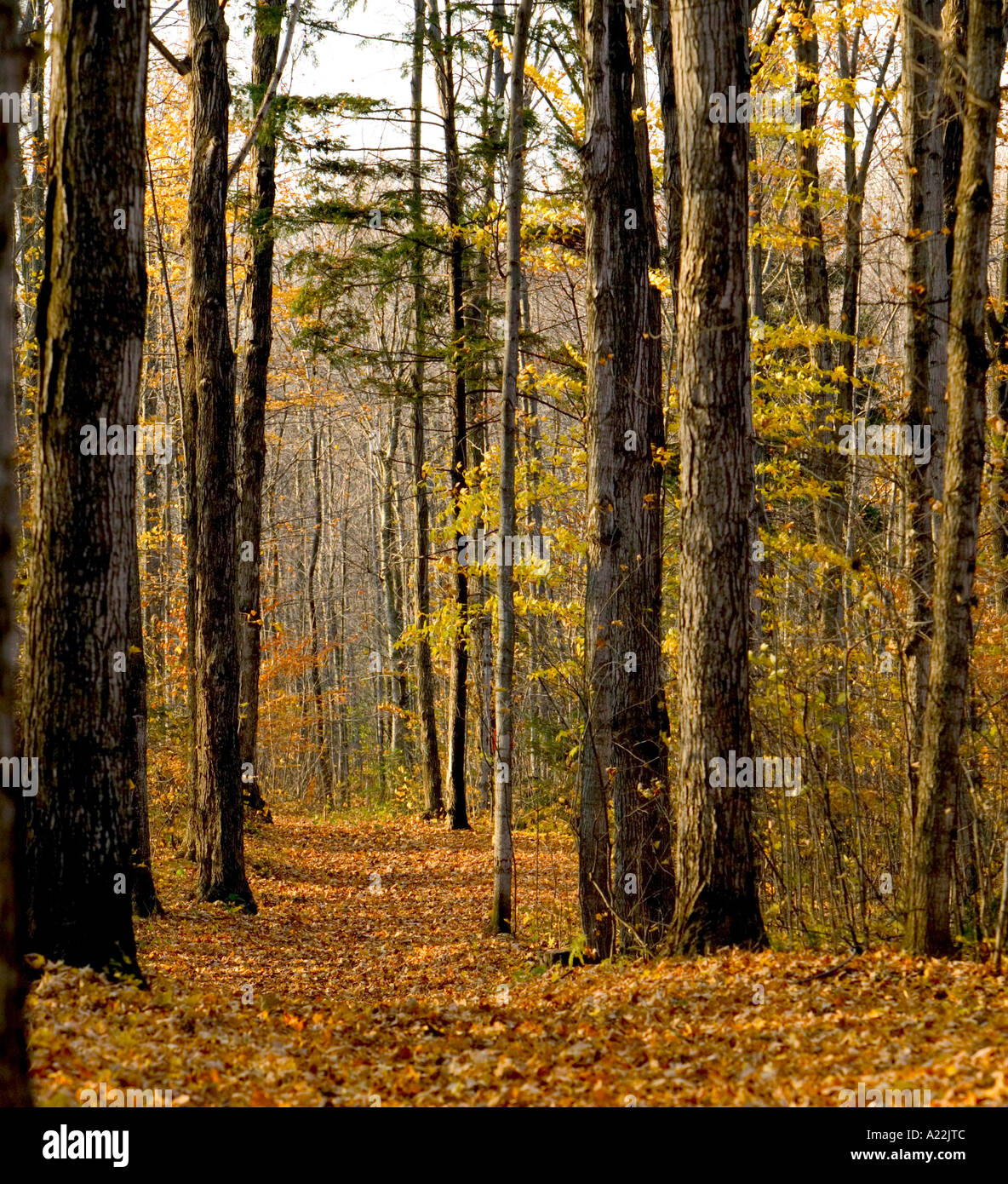 Quebec people forest hi-res stock photography and images - Alamy