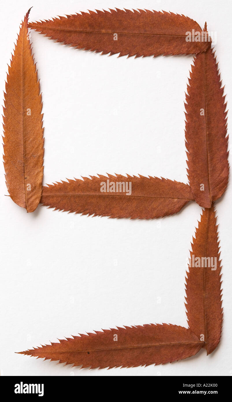 6 9 six or nine number alphabet and numbers with autumn brown red dry ...