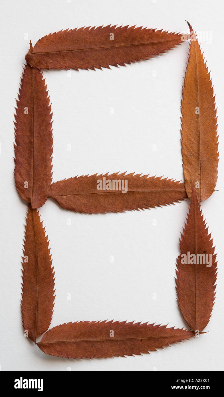 8 eight number alphabet and numbers with autumn brown red dry leaf on ...
