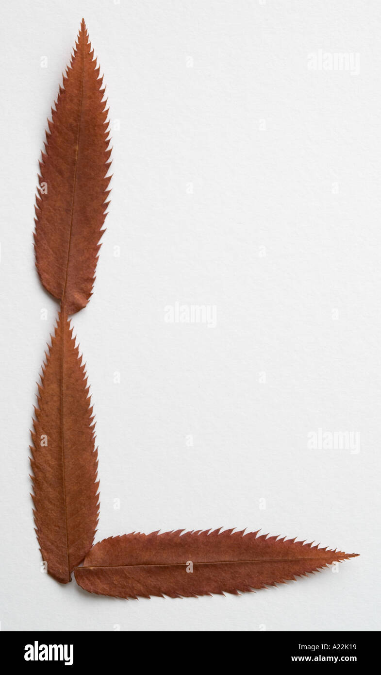 L letter alphabet and numbers with autumn brown red dry leaf on white ...