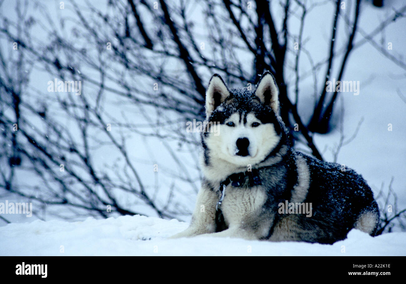 Working Husky Dogs are used in Dog sledging which is a method of ...