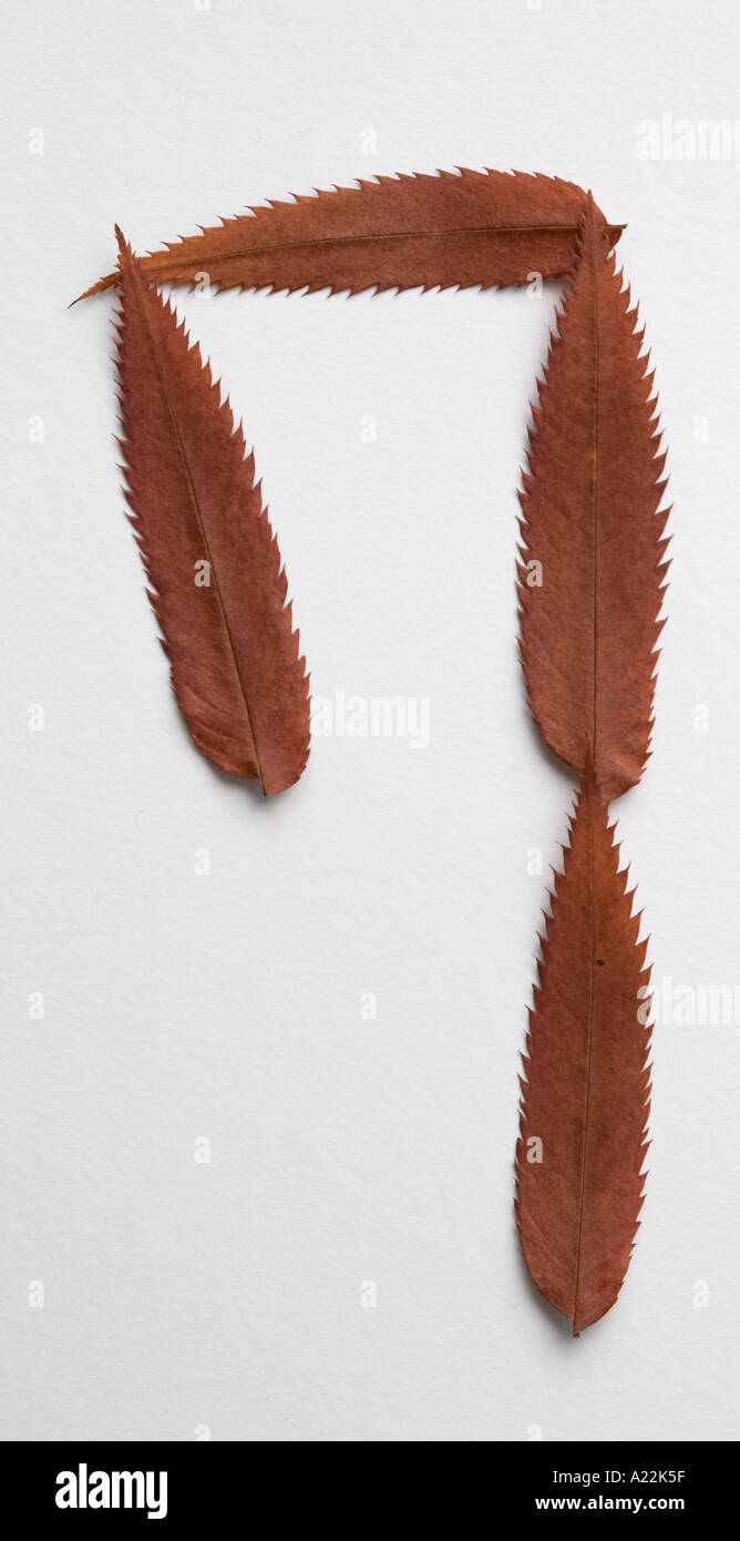 Question mark symbol alphabet and numbers with autumn brown red dry ...