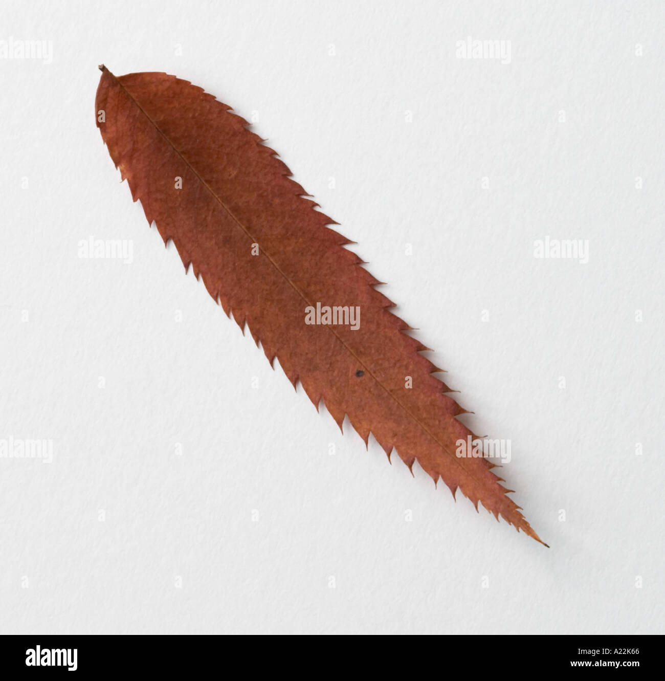 Comma symbol alphabet and numbers with autumn brown red dry leaf on ...