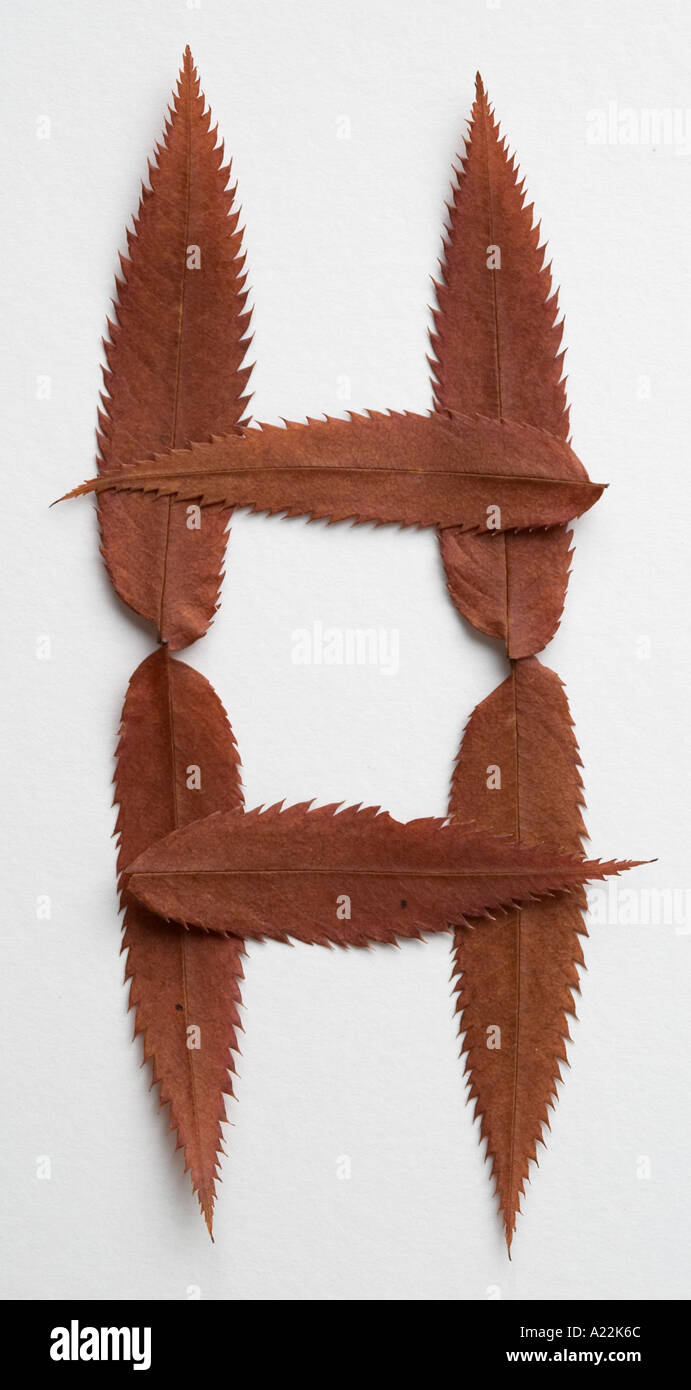 Dash symbol alphabet and numbers with autumn brown red dry leaf on ...