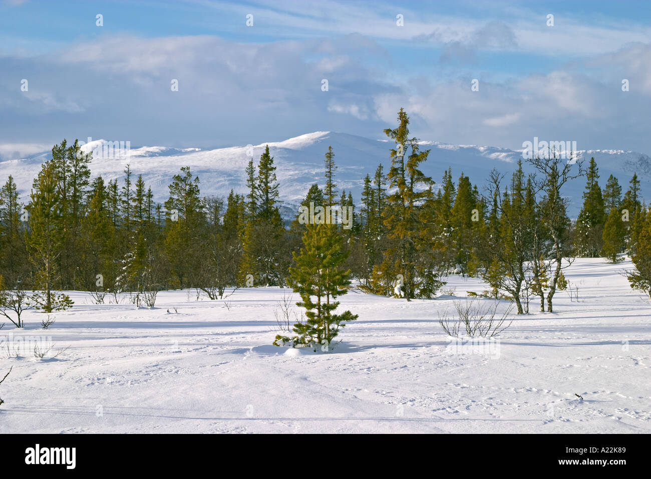 Snow and winter cold plateau mountains and frozen trees Vålådalen north ...