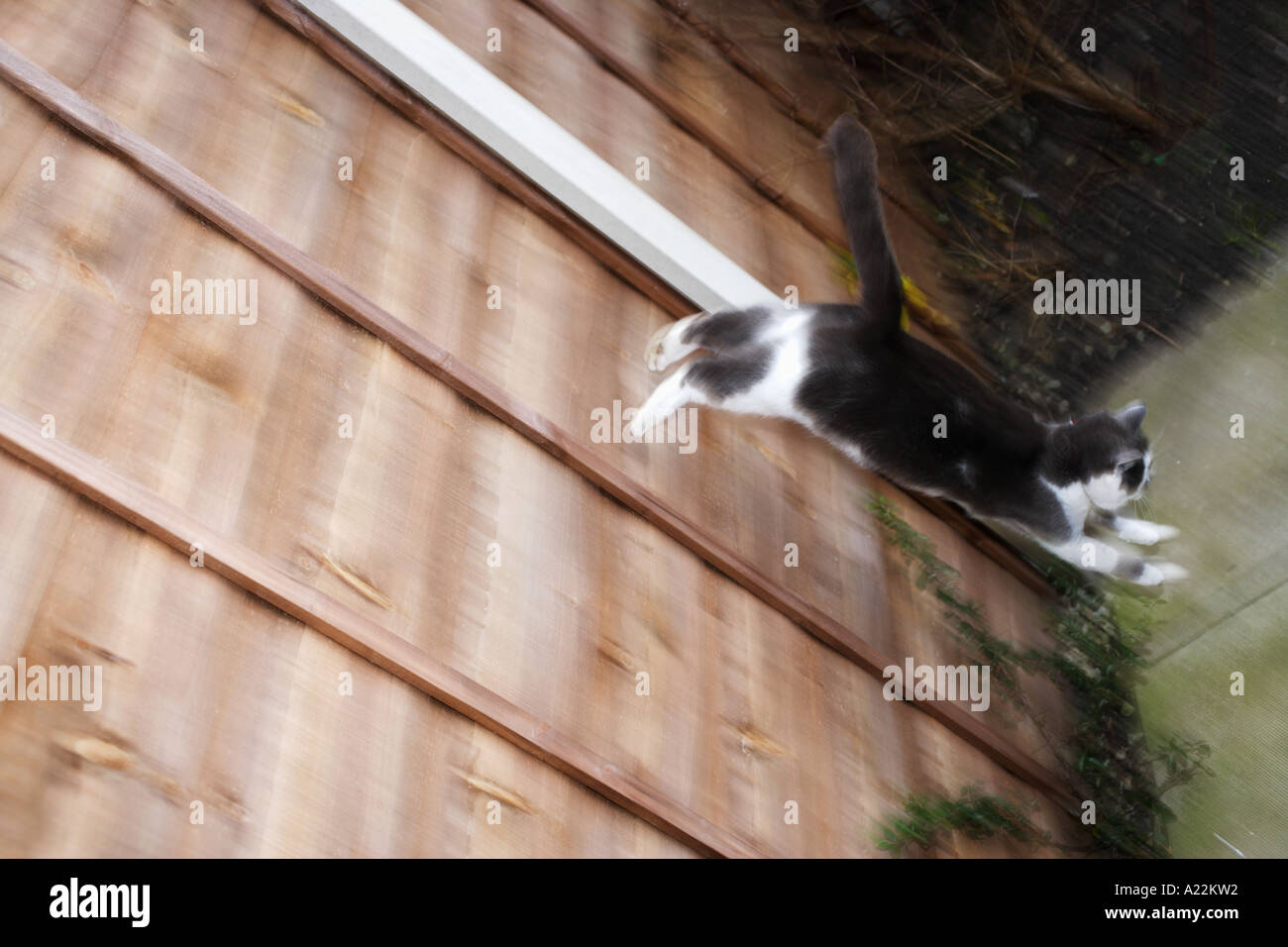 Female cat jumping down from fence Stock Photo - Alamy