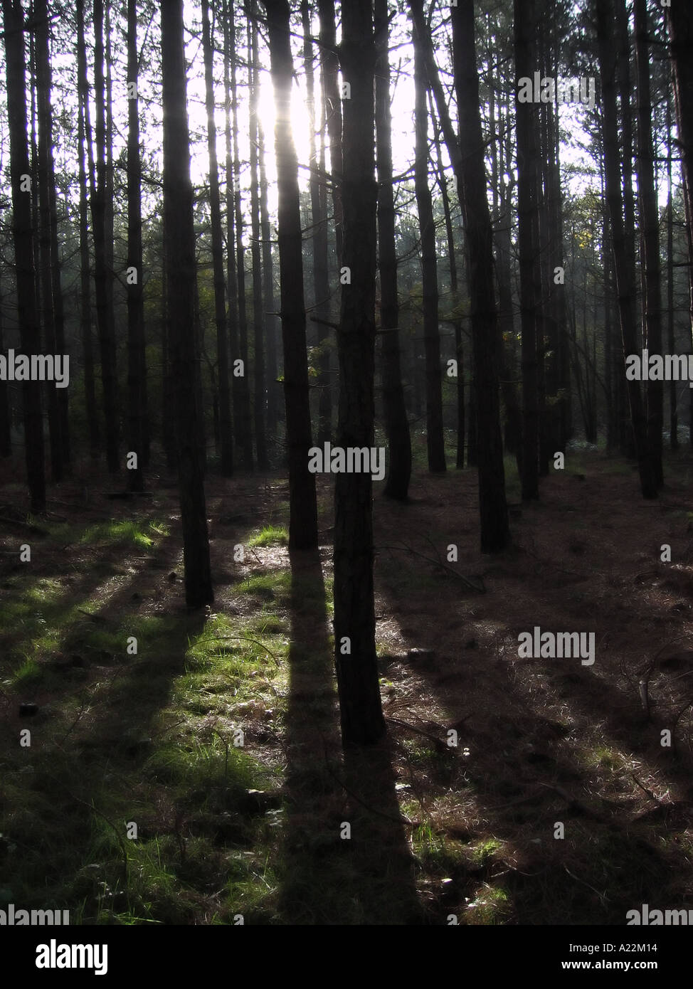 sunlight through trees thetford forest norfolk england Stock Photo - Alamy
