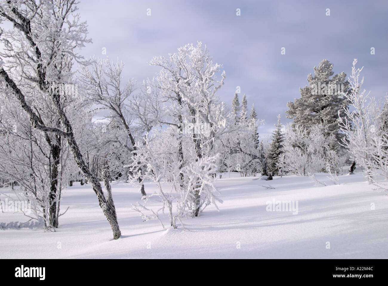 Cold winter day wood with trees frozen and white for ice and snow ...