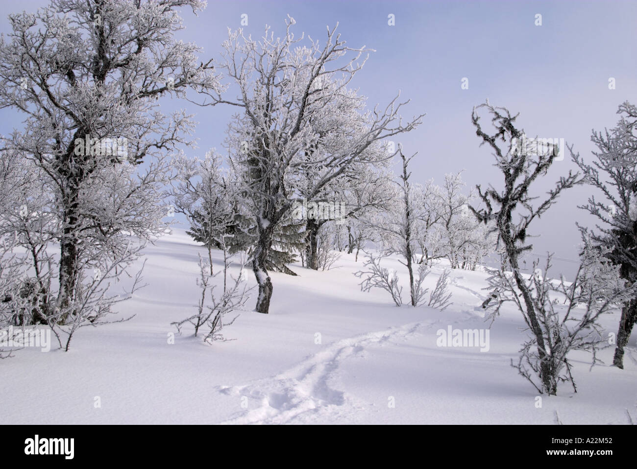 Cold winter day wood with trees frozen and white for ice and snow ...