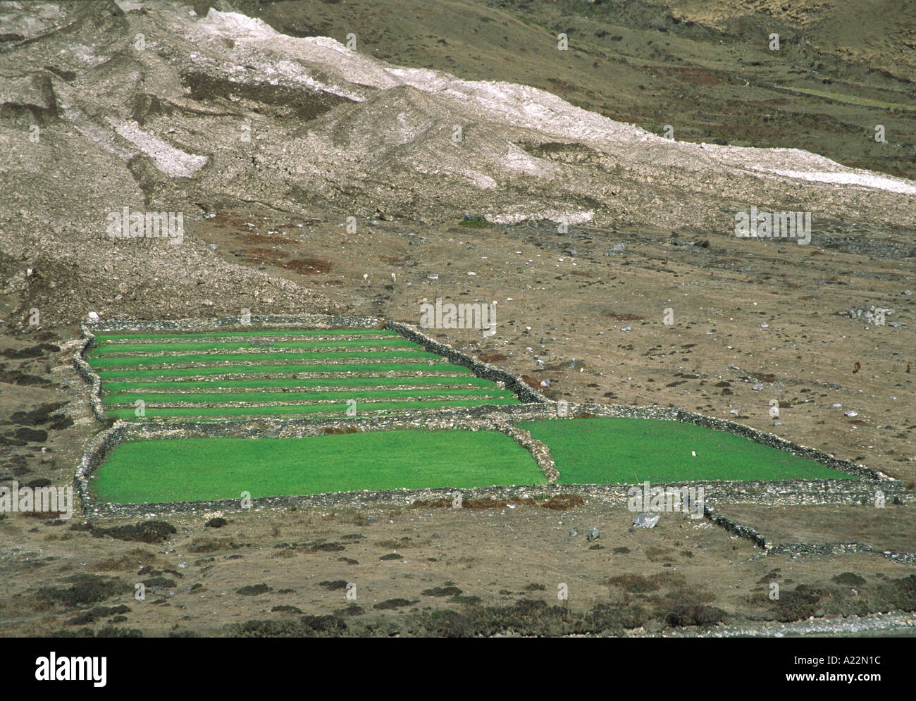 Green Field, Nepal Stock Photo - Alamy
