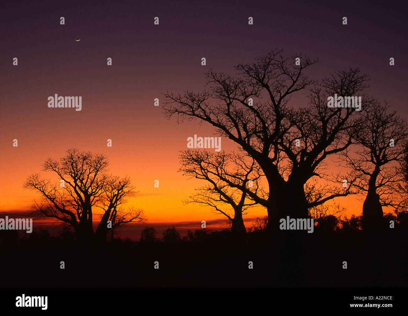 Boab Trees, Derby, West Australia Stock Photo - Alamy