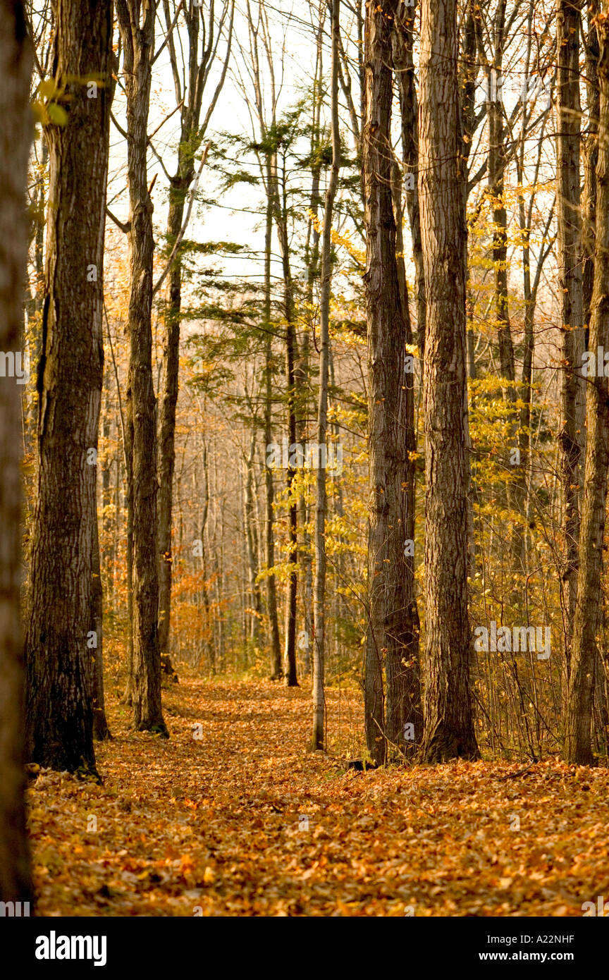 Path in the forest Stock Photo - Alamy