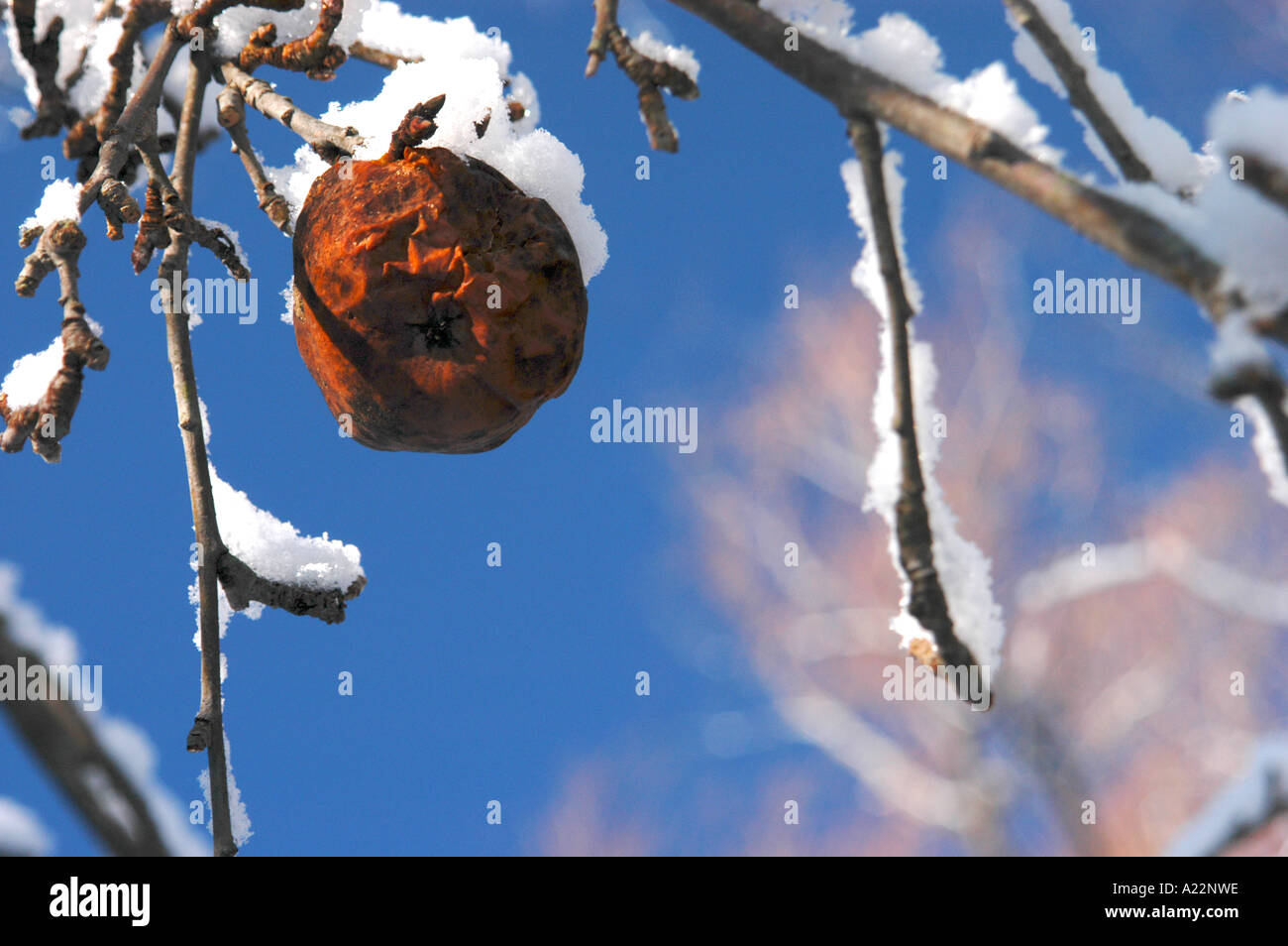 A snow covered brownish red rotten apple rotting on an apple tree ...