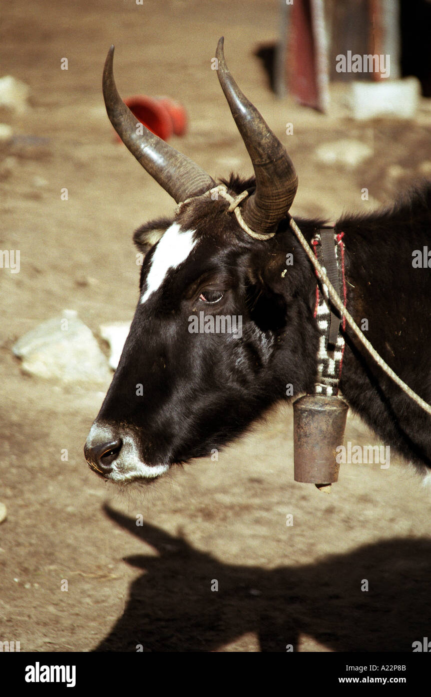 Nepal 2005 A Dzopkyo a cross between a Yak and a Cow stands outside the ...