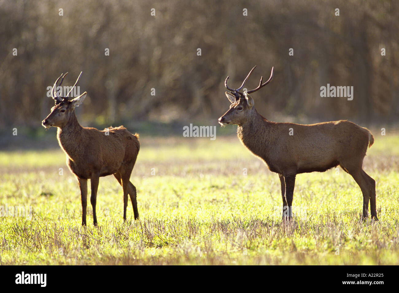 a herd of red deer on norfolk farmland Stock Photo - Alamy