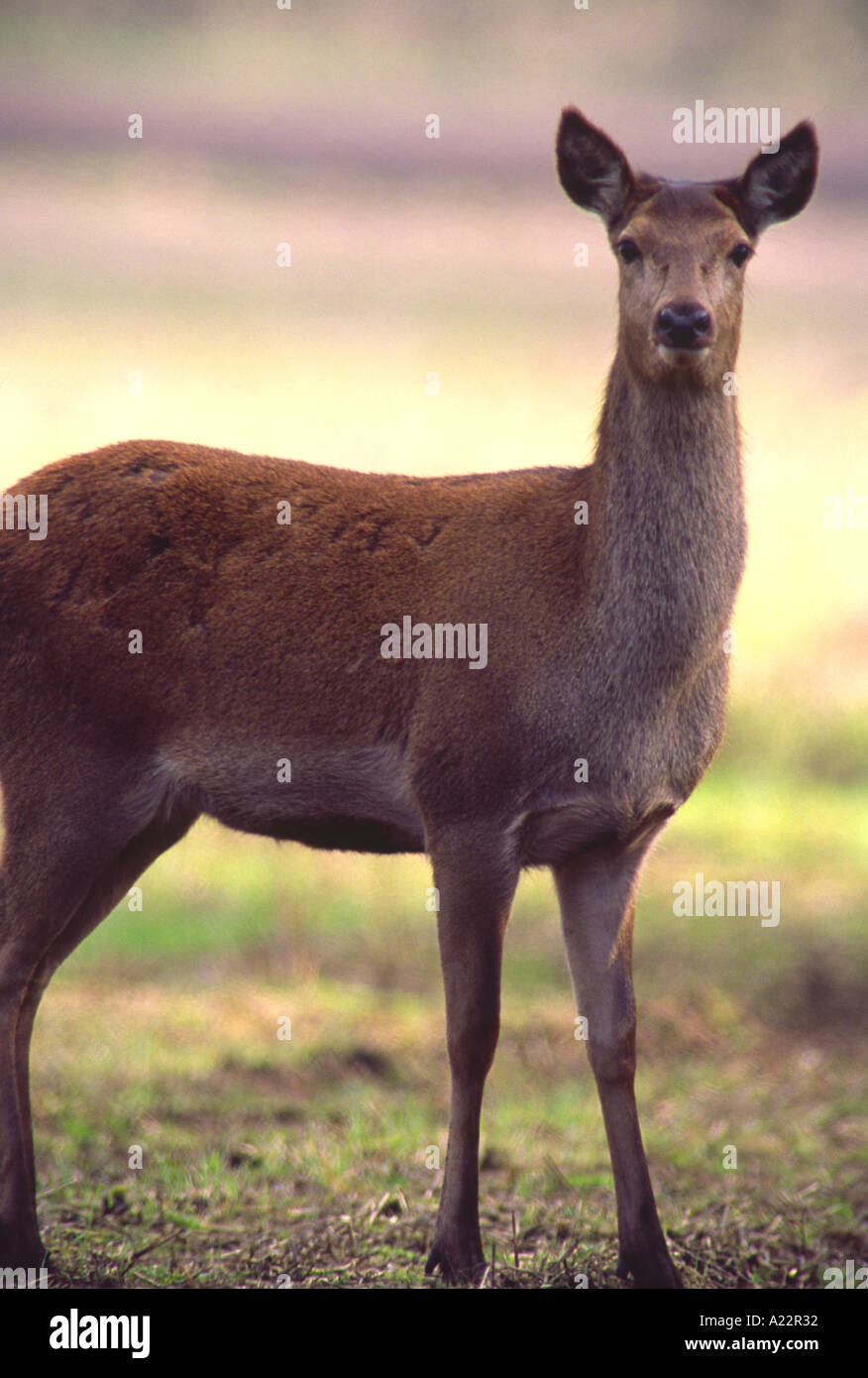 Hind on deer farm with hi-res stock photography and images - Alamy