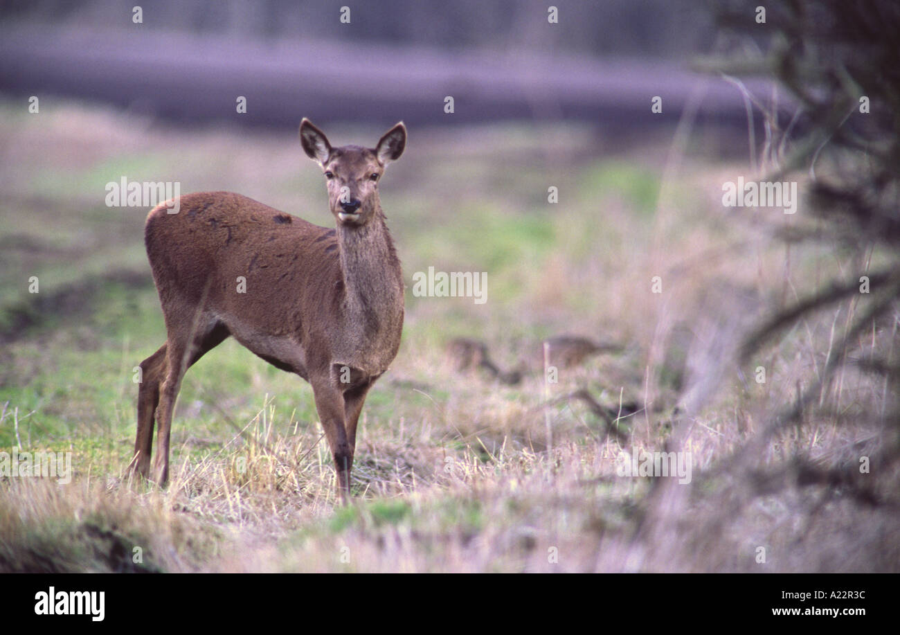 Wood farm norfolk hi-res stock photography and images - Alamy