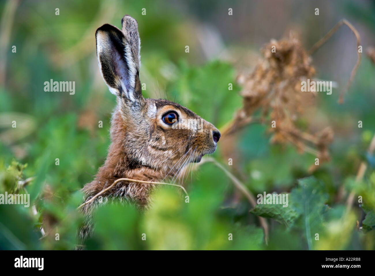 Brown Hare Lepus europaeus detail shot of head showing ears and eye ...