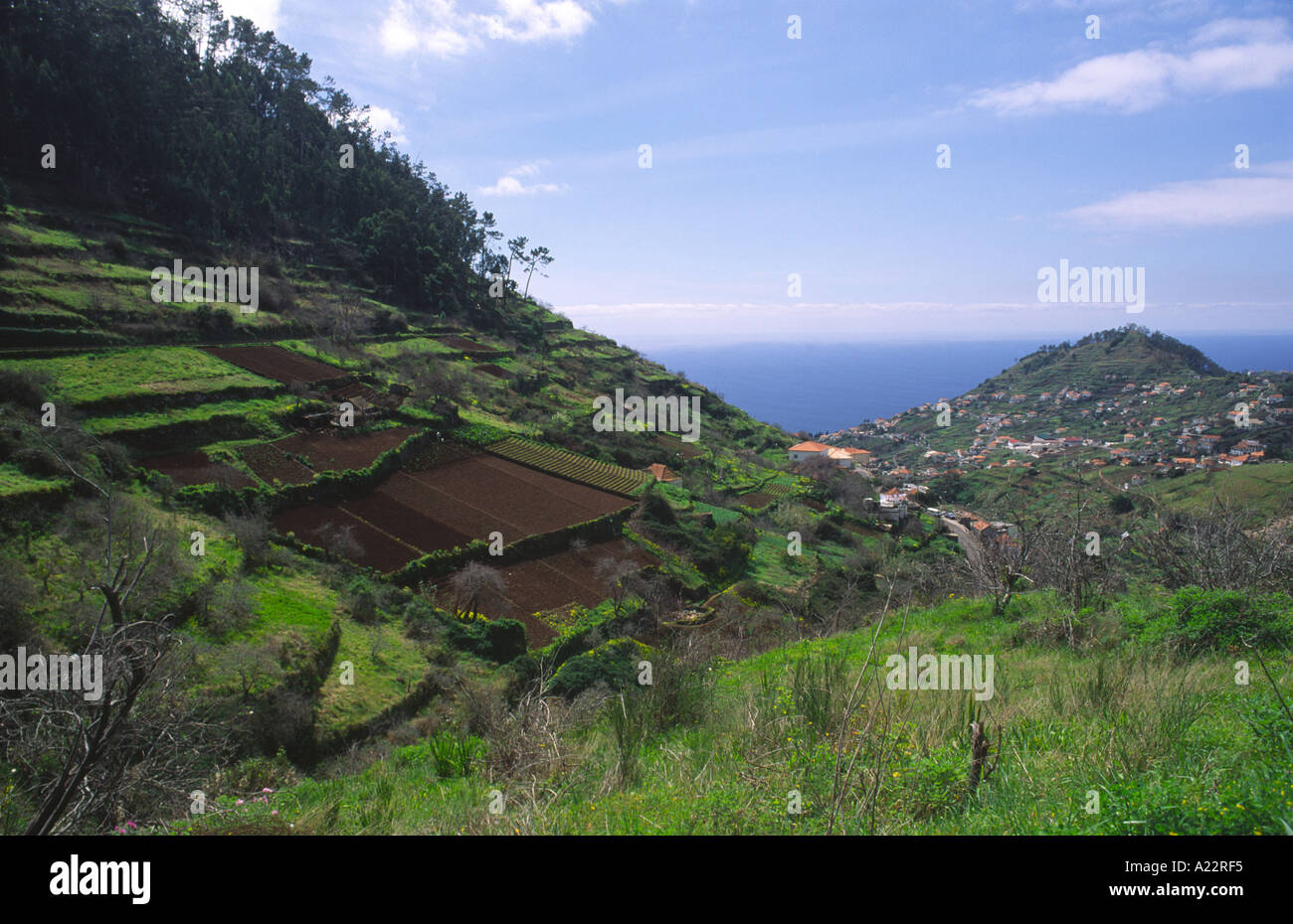 The cultivated terraces of the interior of Madeira in Spring Stock ...