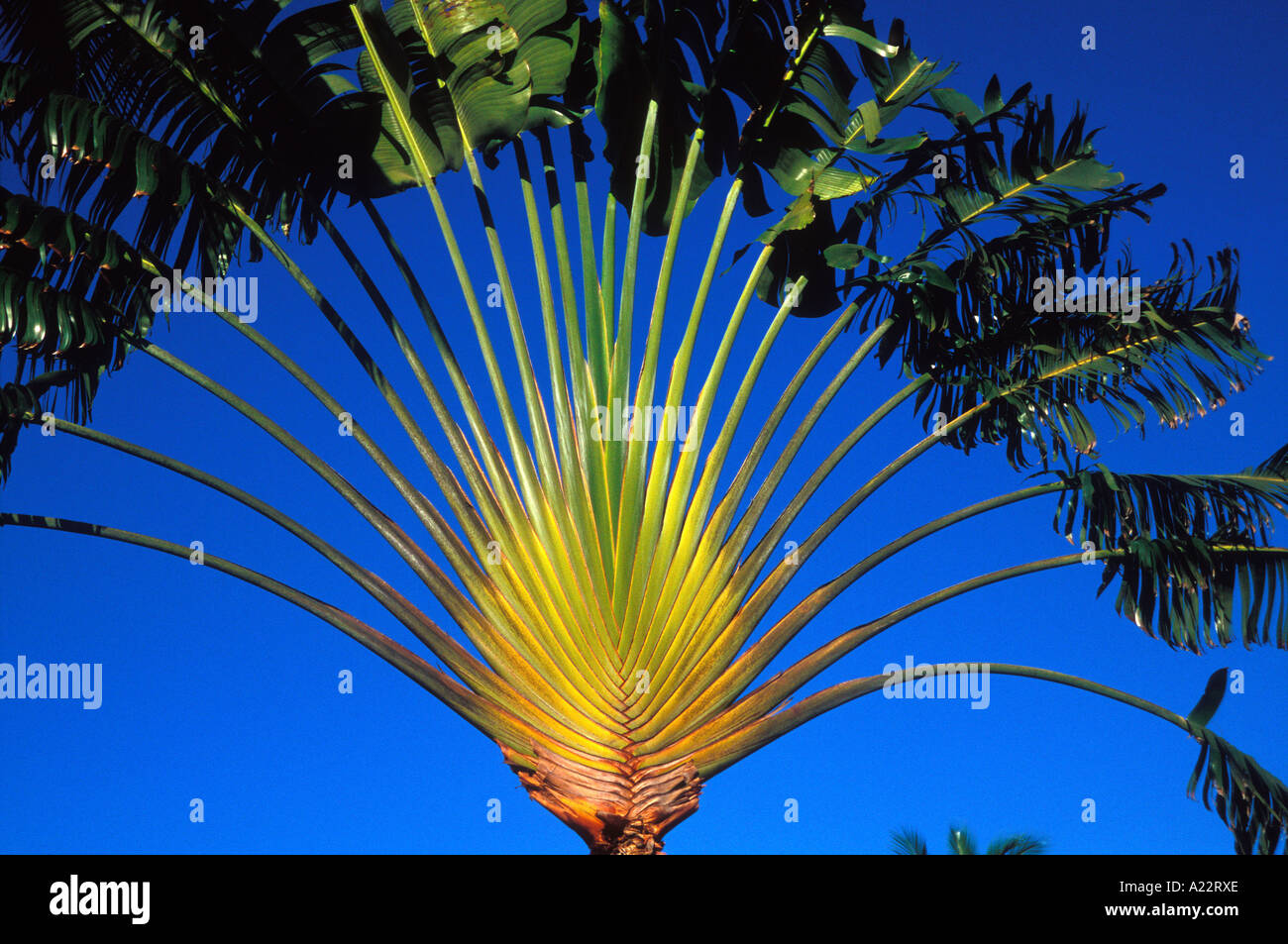 Nature trees tropical foliage flora fiji jungle tree palms hi-res stock ...