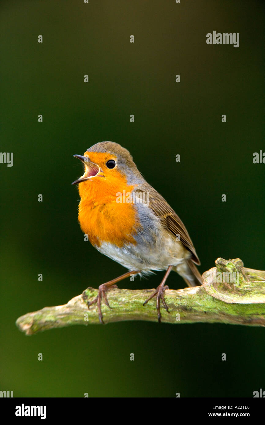 Robin Erithacus rubecula perched on stump with beak open singing with ...