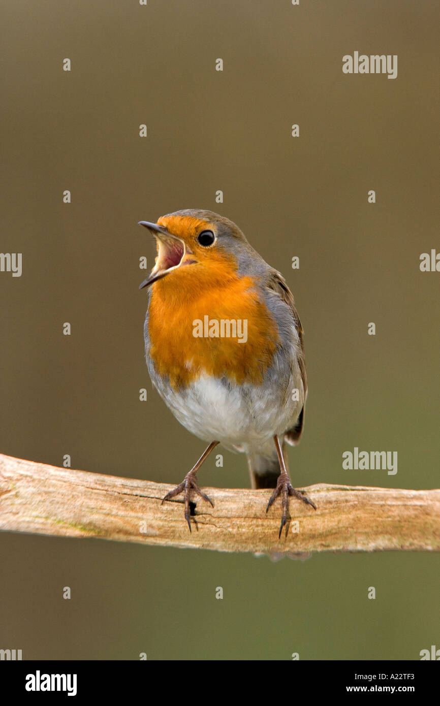 Robin Erithacus rubecula perched on stump with beak open singing with ...