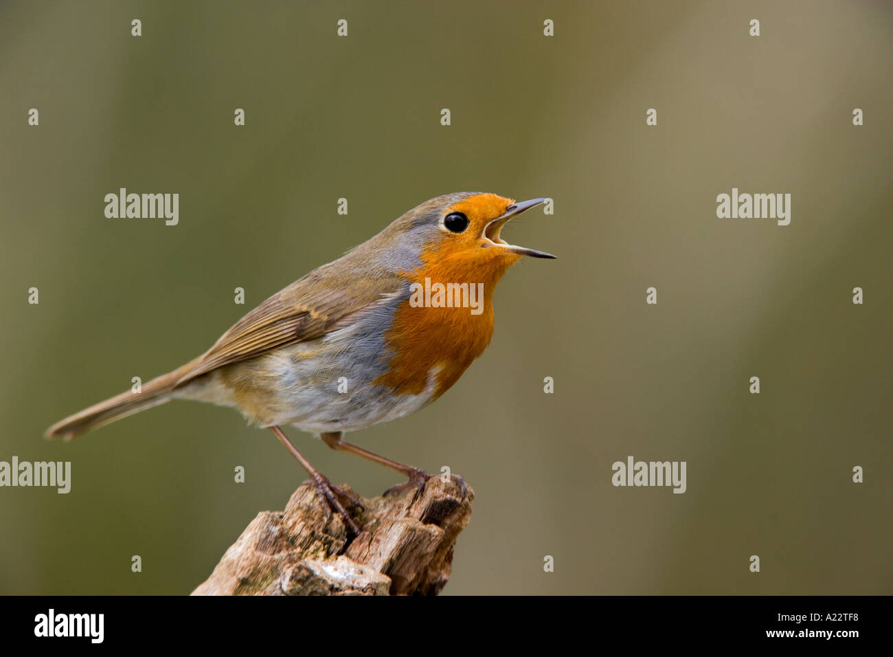 Robin Erithacus rubecula perched on stump with beak open singing with ...