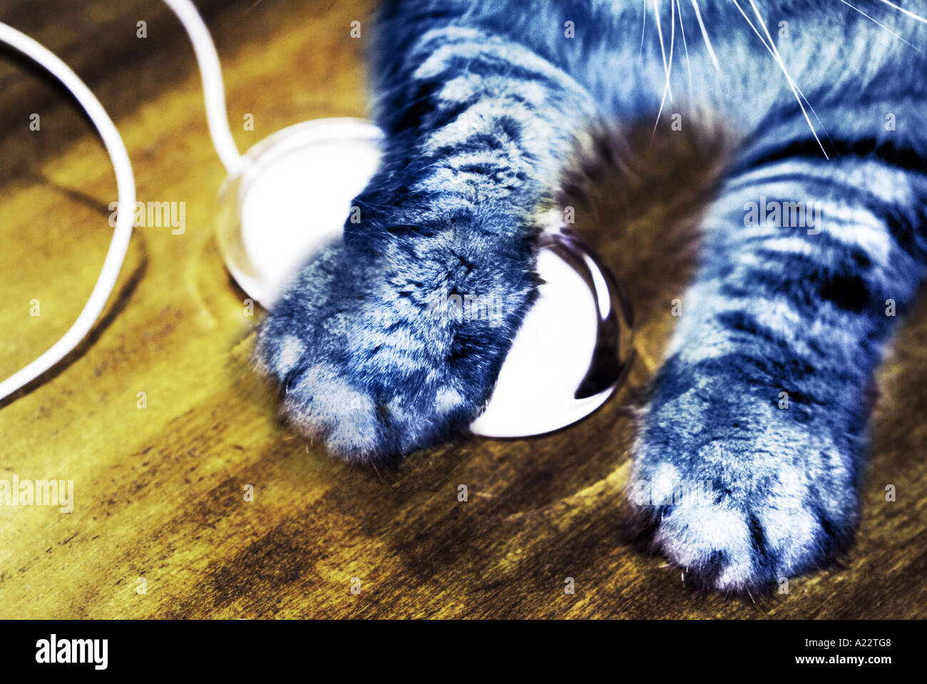 Cat And Mouse Stock Photo - Alamy