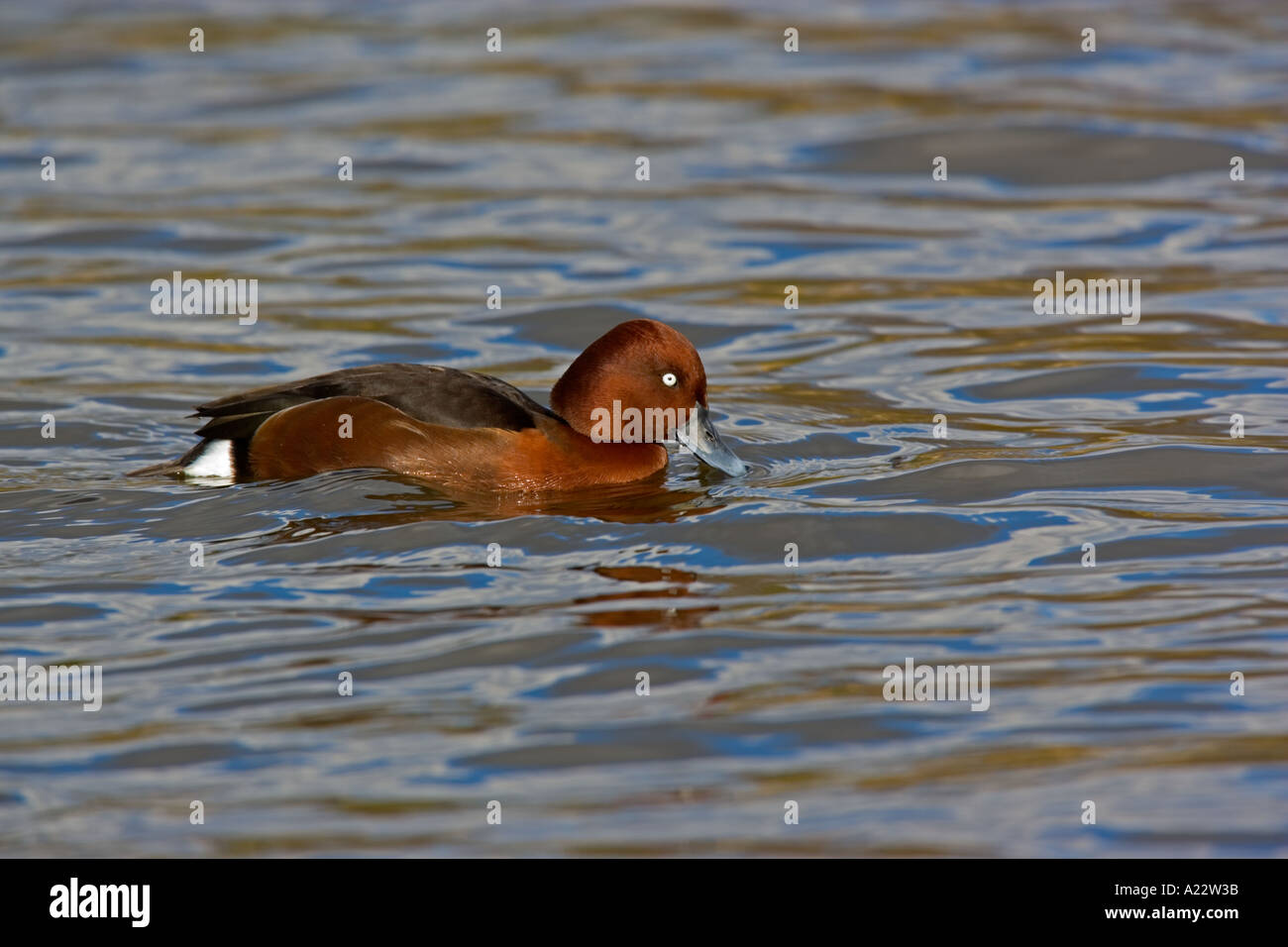 Ferruginous Duck Aythya nyroca on water norfolk Stock Photo - Alamy