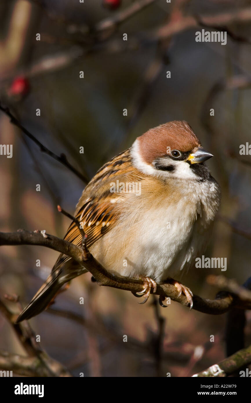 Tree sparrow Passer montanus perched on branch with feathers puffed up ...