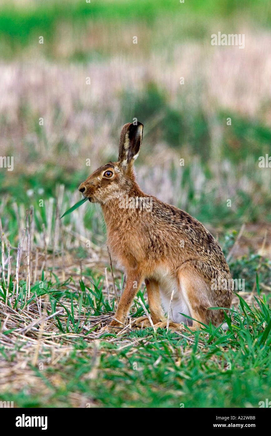 Brown hare standing upright hi-res stock photography and images - Alamy