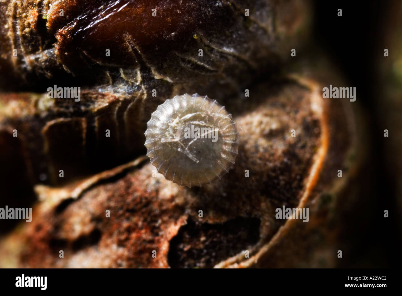 Blue Underwing Moth High Resolution Stock Photography and Images - Alamy