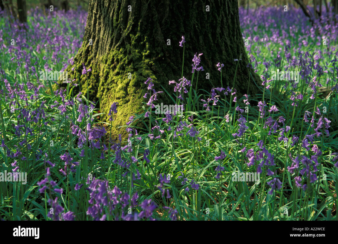 Bluebells at base of beech tree endymion non scriptus UK Stock Photo ...
