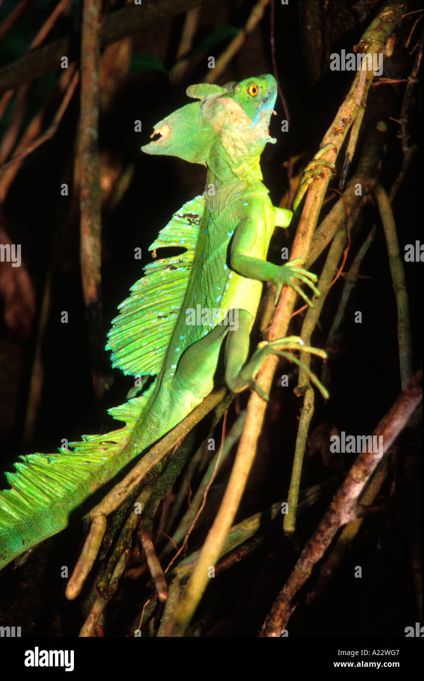 An Emerald Basilisk Lizard reptile resting on a tree vine in Costa Rica ...