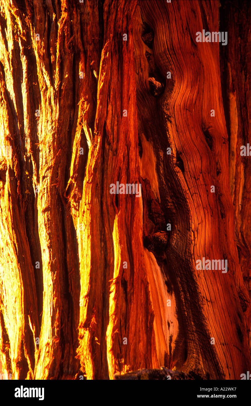 A closeup of the bright red bark of a Giant Redwood tree Stock Photo ...