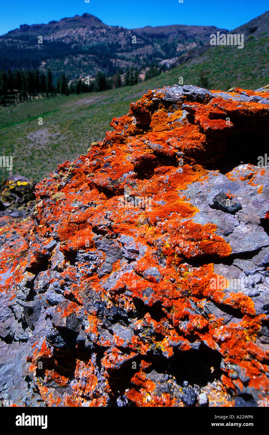 Granite rocks covered with red lichen in a Sierra Valley Stock Photo ...