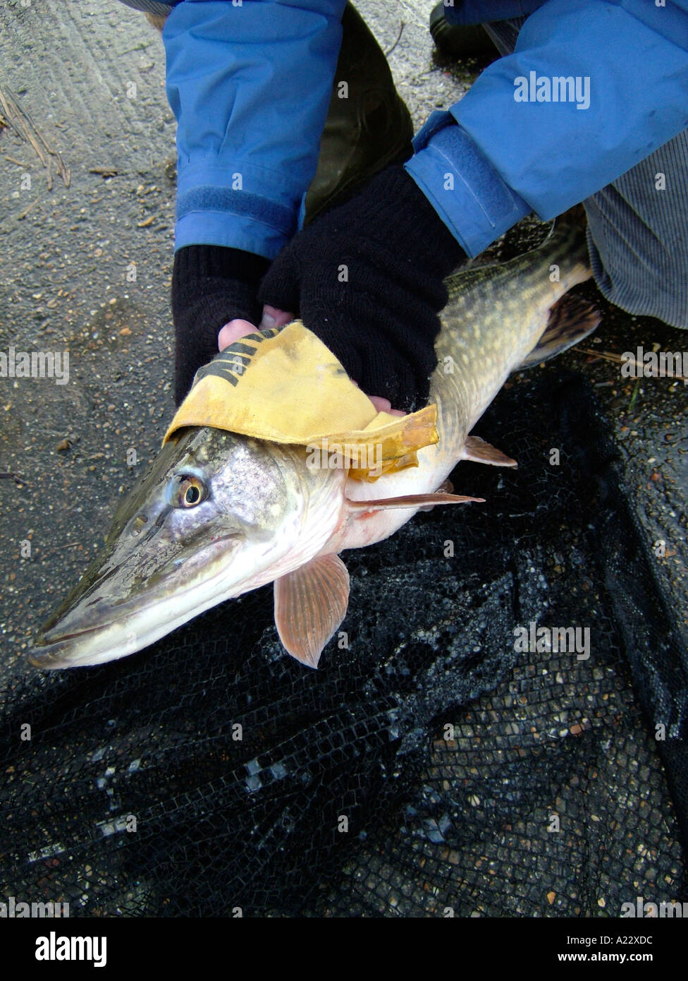 Man shows hi-res stock photography and images - Alamy