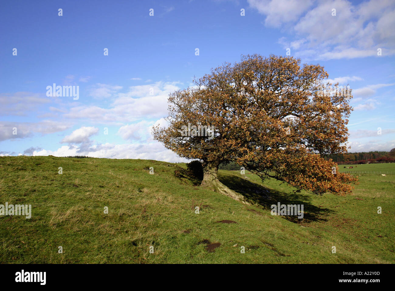 Windswept beech tree hi-res stock photography and images - Alamy