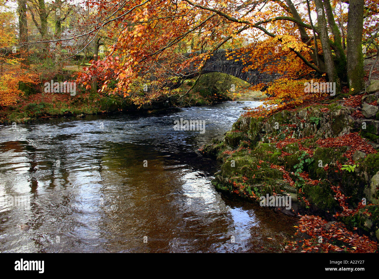Beech Trees in glorious autumn colors Clappersgate Cumbria Stock Photo ...