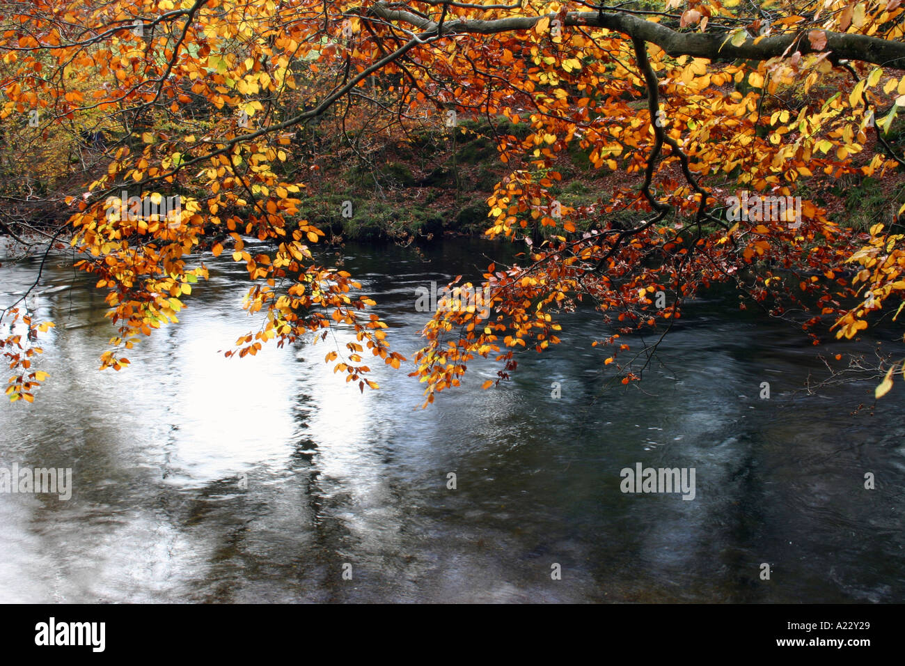 Beech trees in glorious autumn colours on a river bank Stock Photo - Alamy