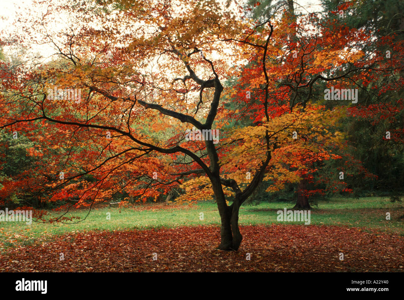 Japanese Acer Tree in full autumn fall colors Stock Photo - Alamy