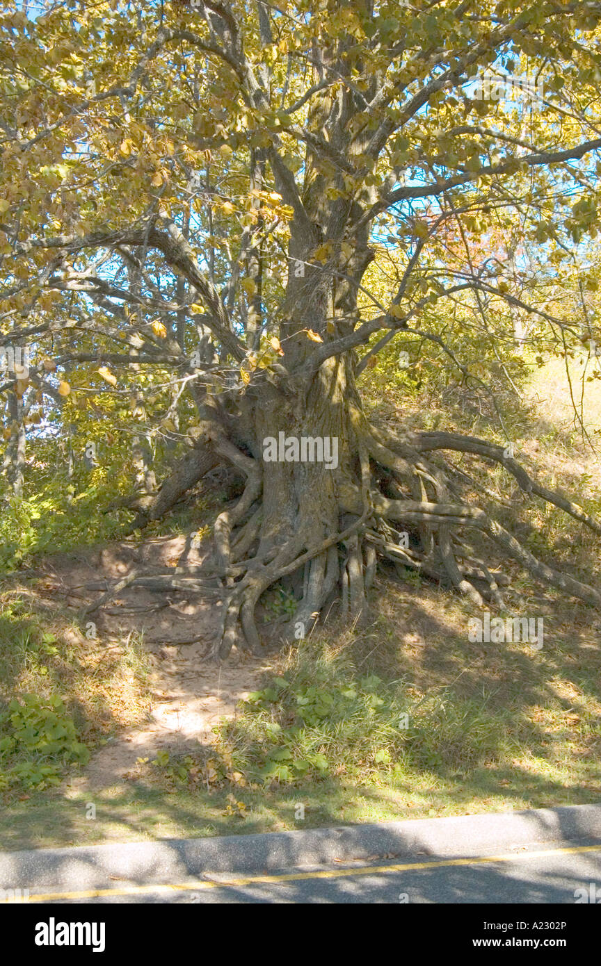 Sandpaper Tree High Resolution Stock Photography and Images - Alamy