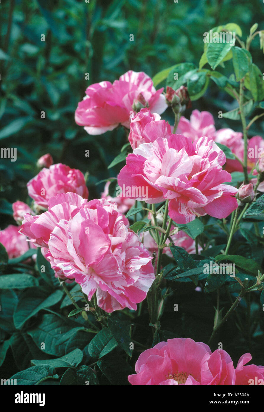 Rose gallica versicolor hi-res stock photography and images - Alamy